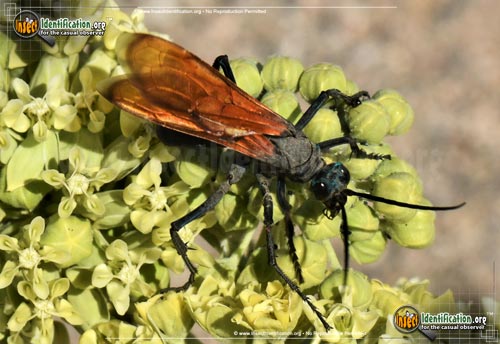 Tarantula Hawk