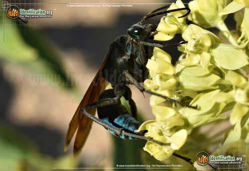 Tarantula Hawk