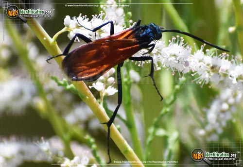 Tarantula Hawk