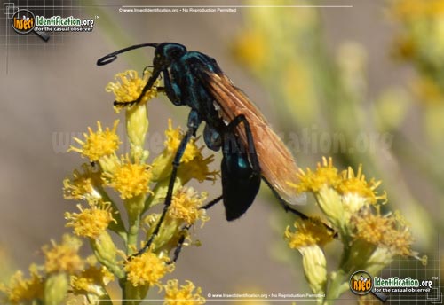 Tarantula Hawk