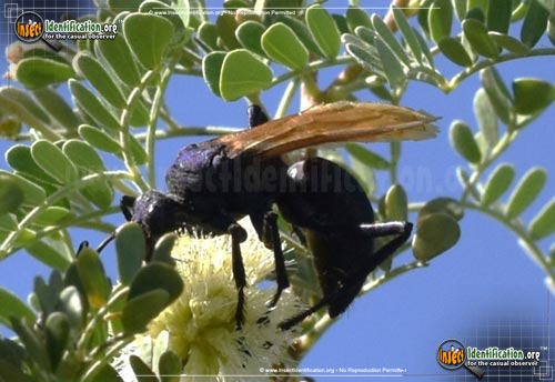 Tarantula Hawk