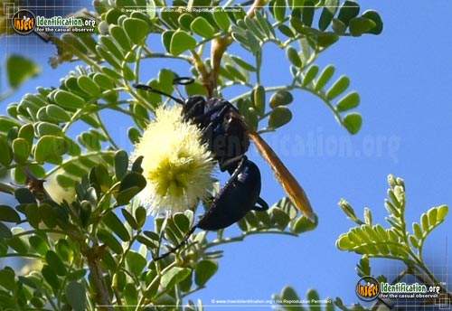 Tarantula Hawk