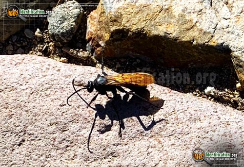 Tarantula Hawk