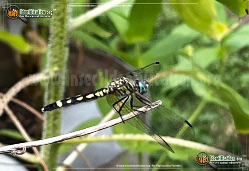 Thornbush Dasher Dragonfly