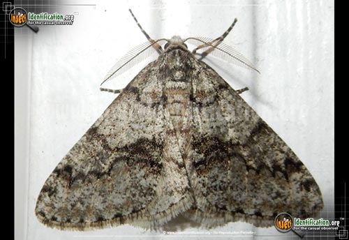 Toothed Phigalia Moth