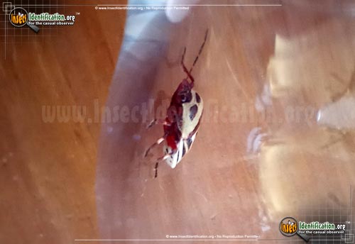 Two-spotted Stink Bug