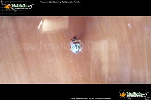 Two-spotted Stink Bug