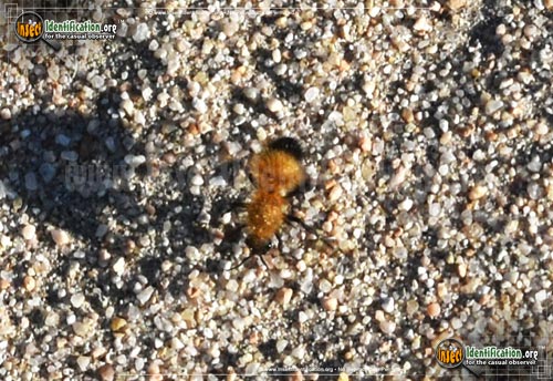 Velvet Ant