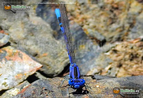 Vivid Dancer Damselfly