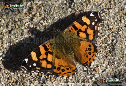 West Coast Lady Butterfly