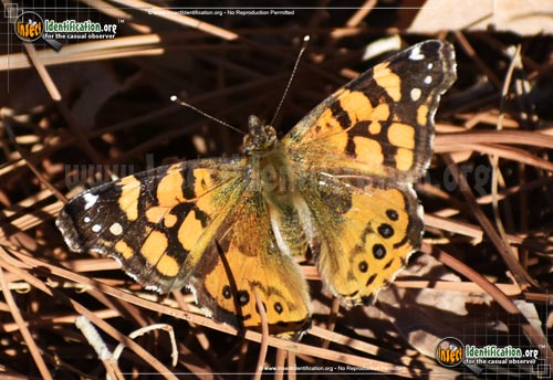 West Coast Lady Butterfly