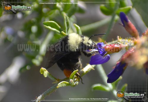 Yellow-faced Bumble Bee