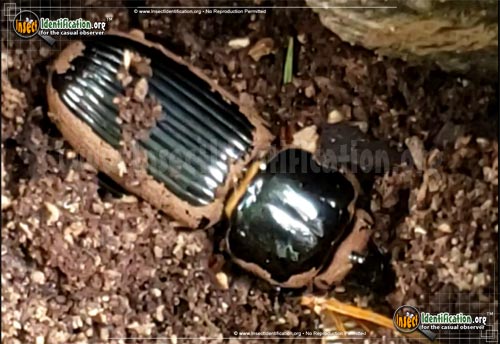 Yellow Mealworm Beetle