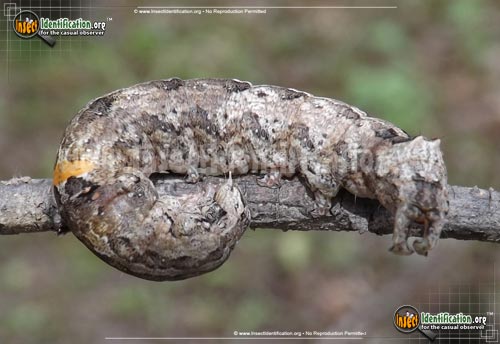 Zale Moth caterpillar