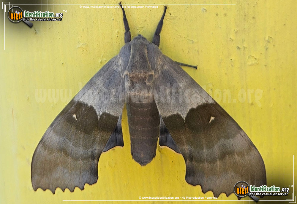 Modest Sphinx Moth