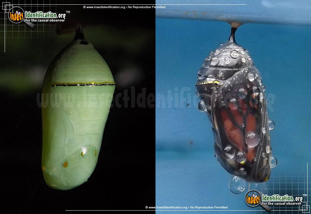 Butterfly Chrysalis Identification Identifying Insect Cocoons In Your