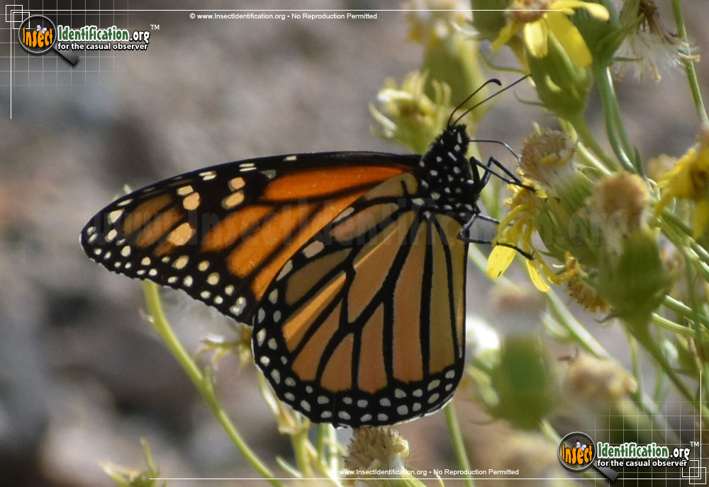 Monarch Butterfly