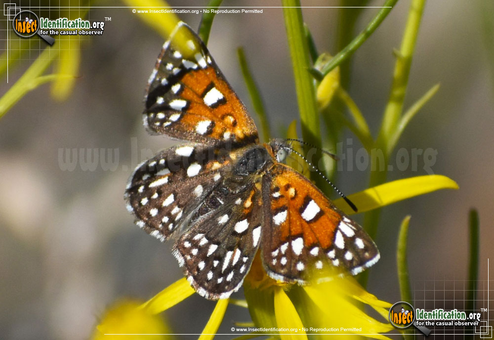 Mormon Metalmark Butterfly