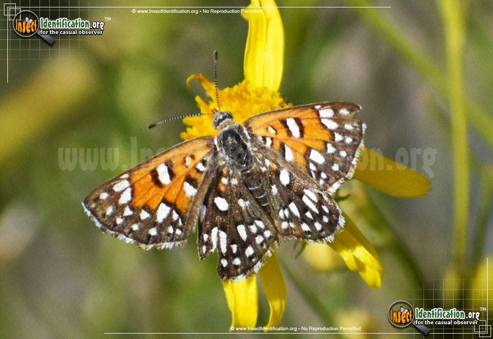 Mormon Metalmark Butterfly