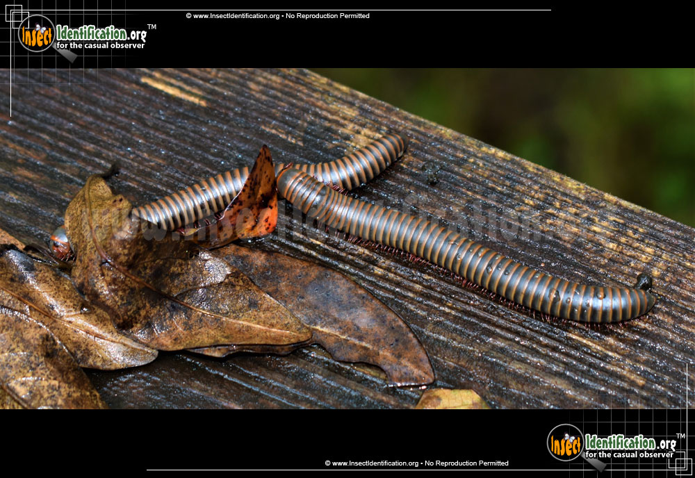 Millipede - Narceus americanus/annularis