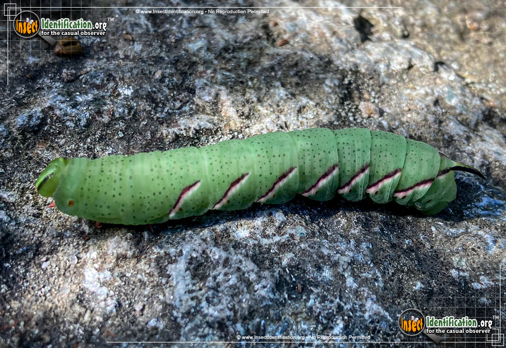 Northern Apple Sphinx