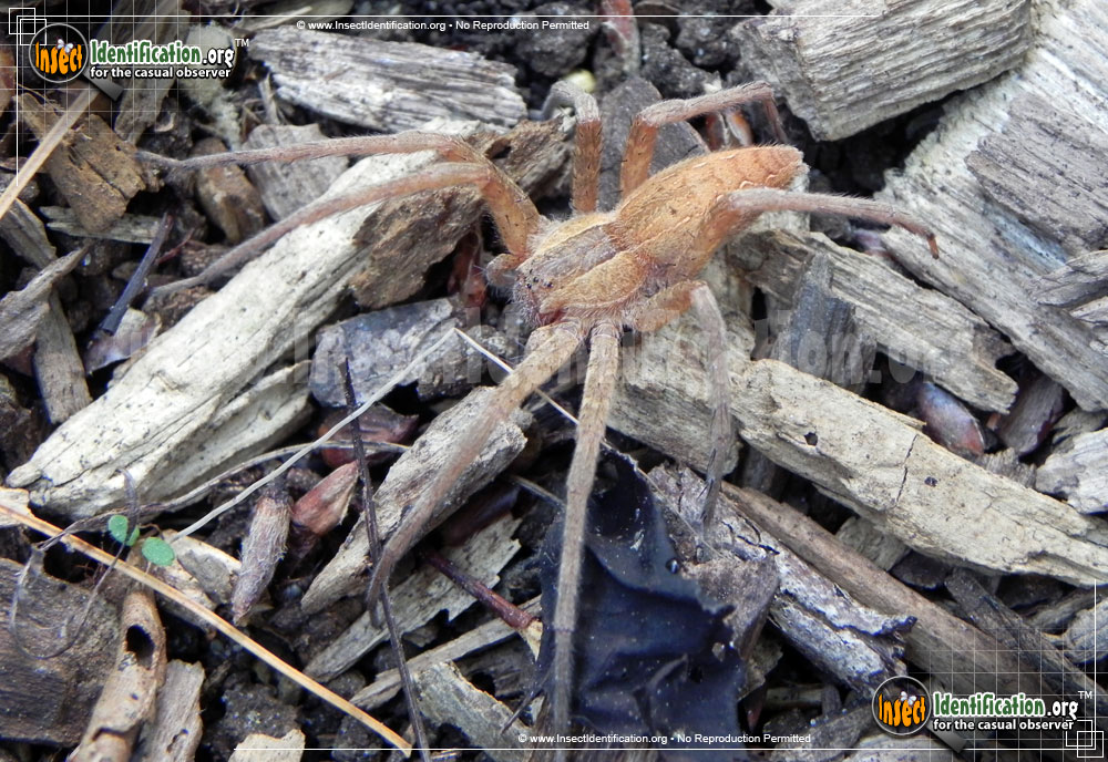 Nursery Web Spider