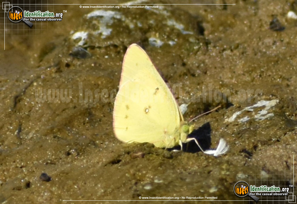 Orange Sulphur