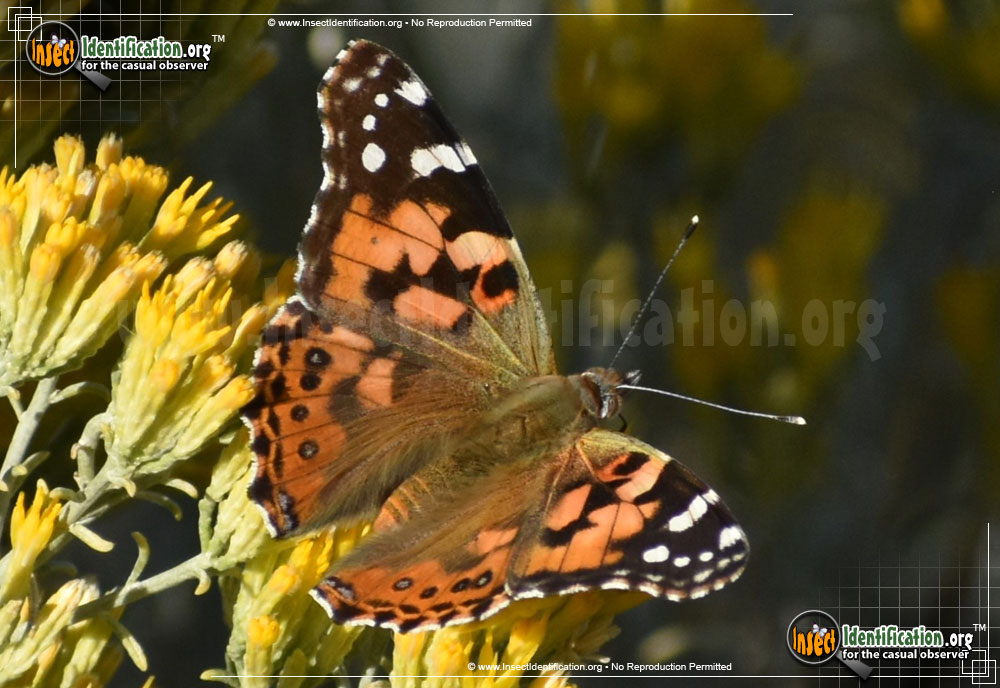 Painted Lady Butterfly