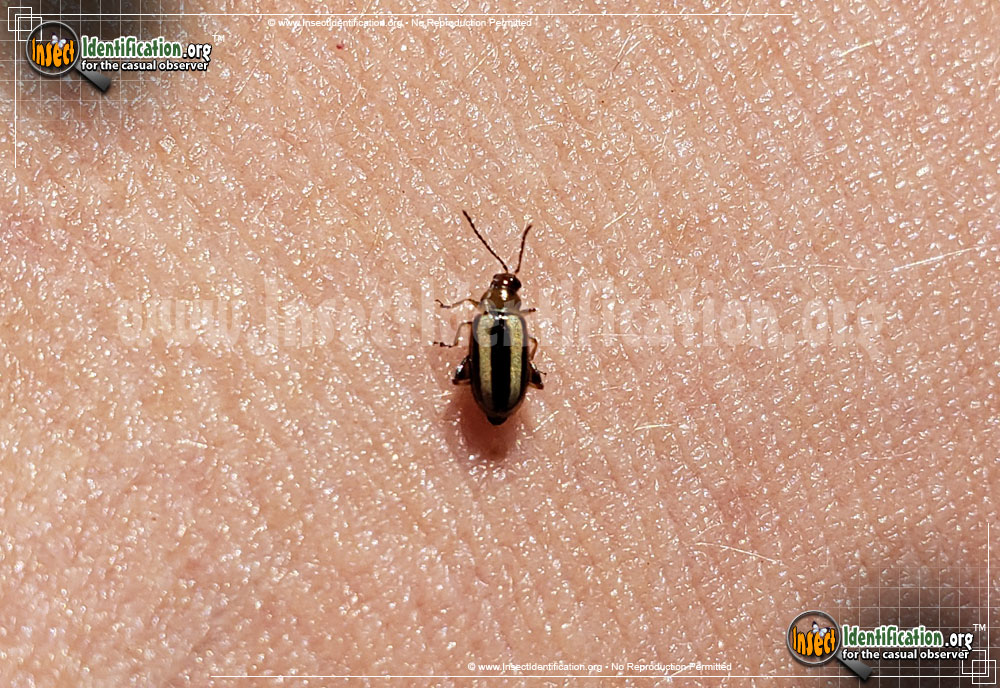 Palestriped Flea Beetle