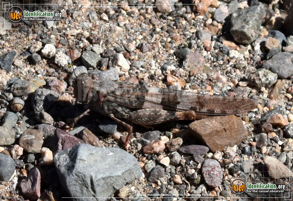 Pallid-winged Grasshopper