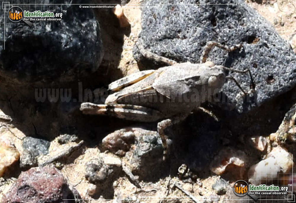 Pallid-winged Grasshopper