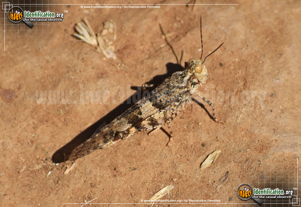 Pallid-winged Grasshopper