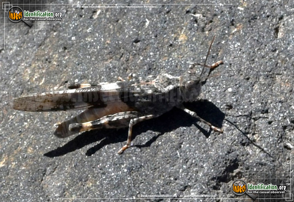 Pallid-winged Grasshopper