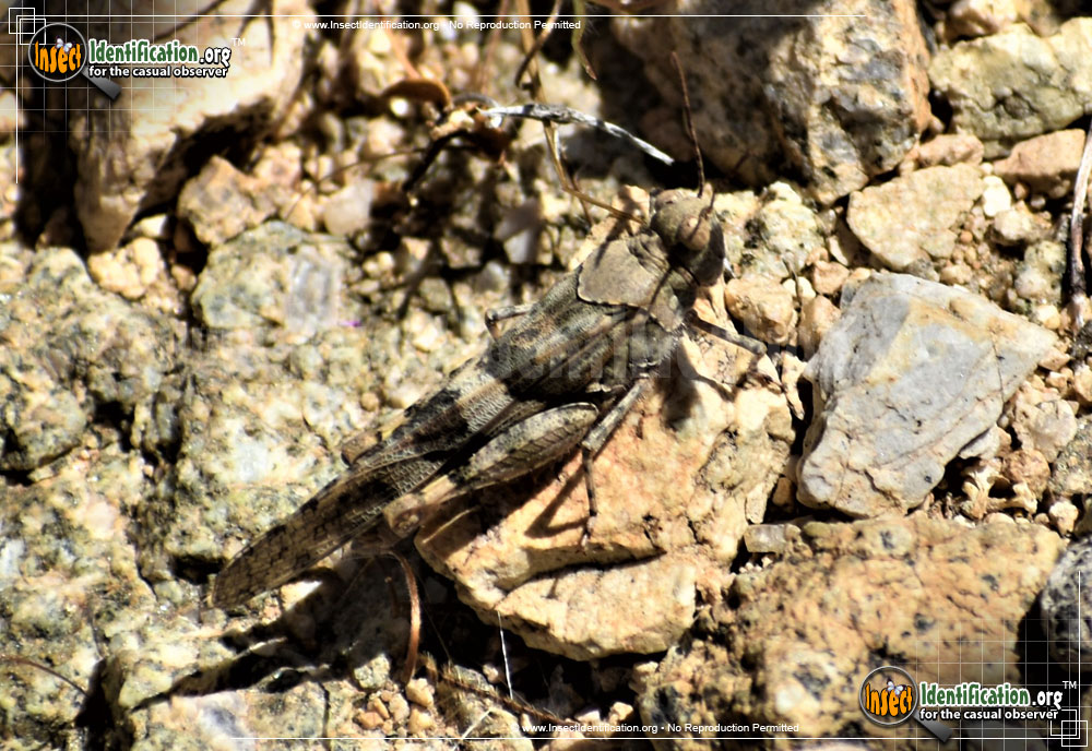 Pallid-winged Grasshopper