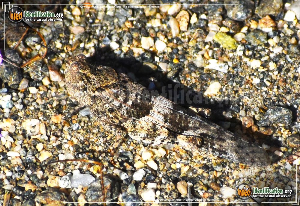 Pallid-winged Grasshopper