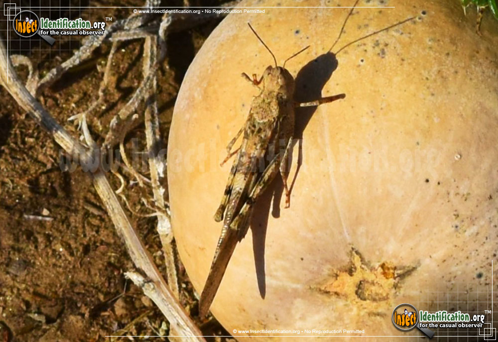 Pallid-winged Grasshopper