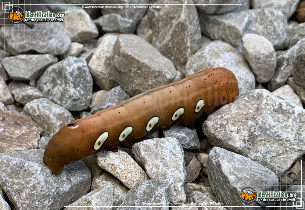 Pandorus Sphinx Moth