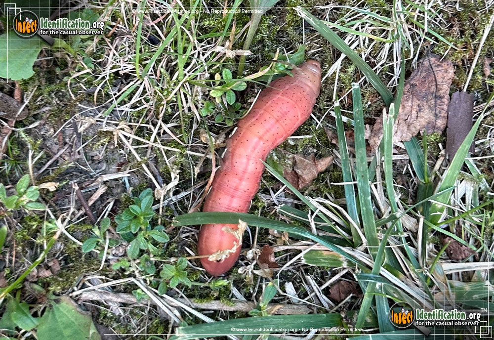 Pandorus Sphinx Moth