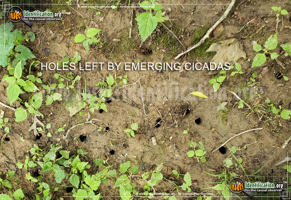 Cicada Hole