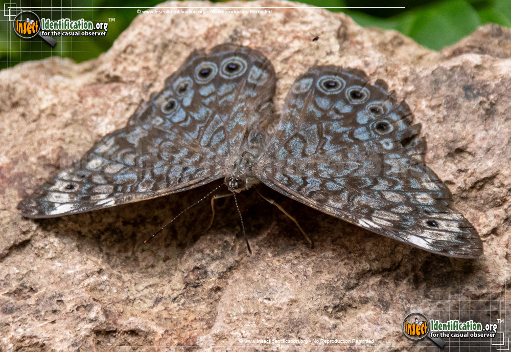 Red Cracker Butterfly