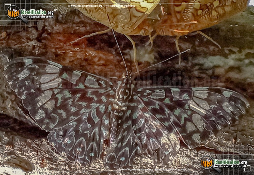 Red Cracker Butterfly