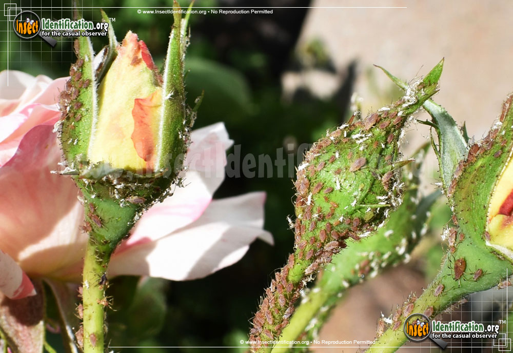 Rose Aphid