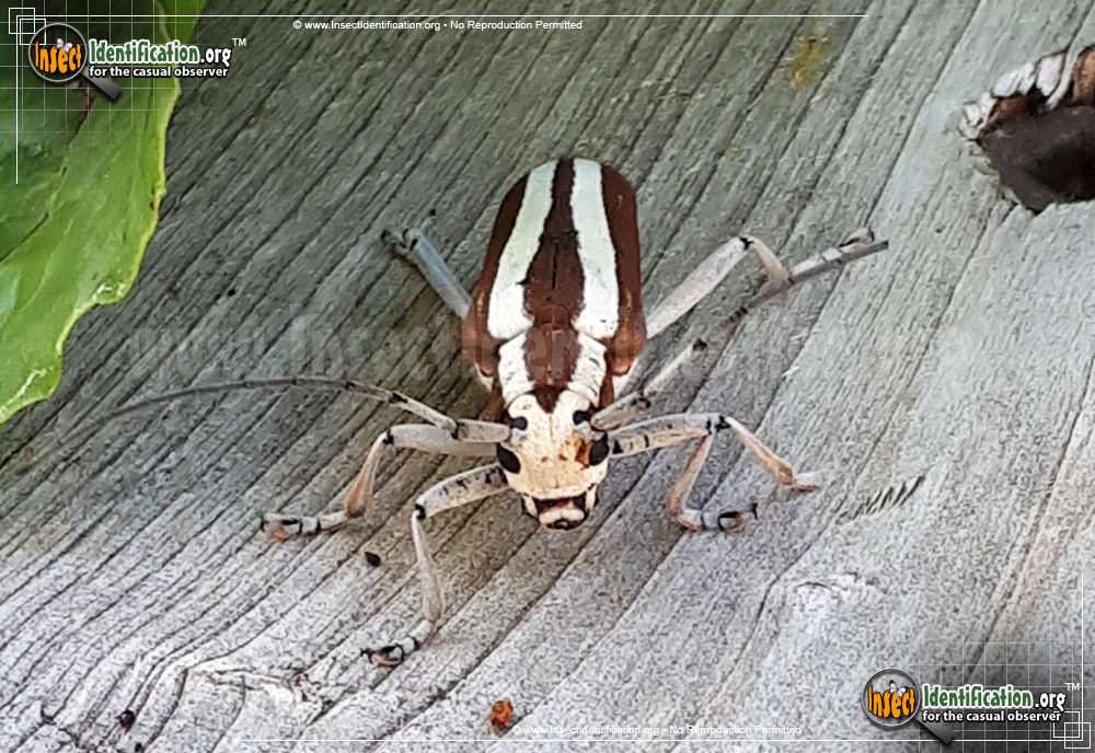 Round-headed Apple Tree Borer