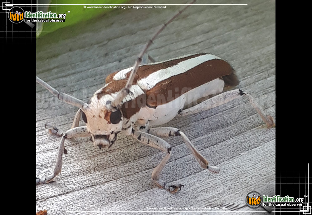 Round-headed Apple Tree Borer