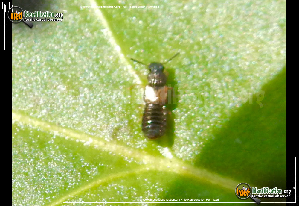 Rove Beetle