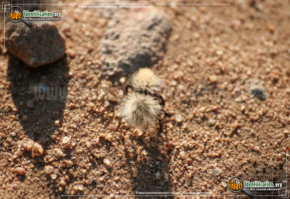 Sacken's Velvet Ant