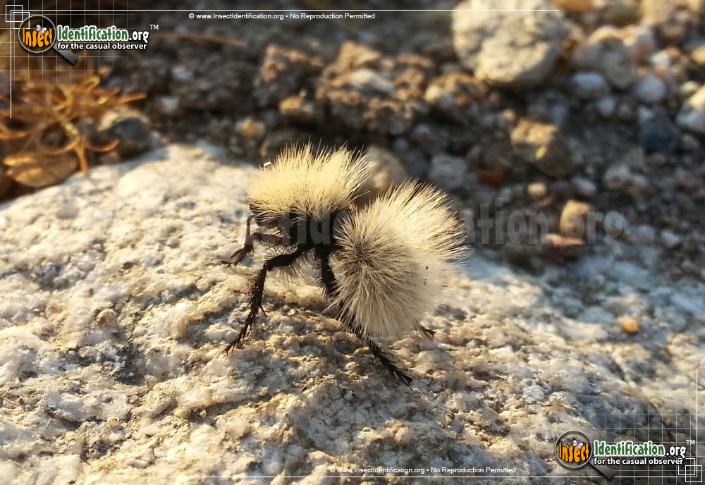 Sacken's Velvet Ant