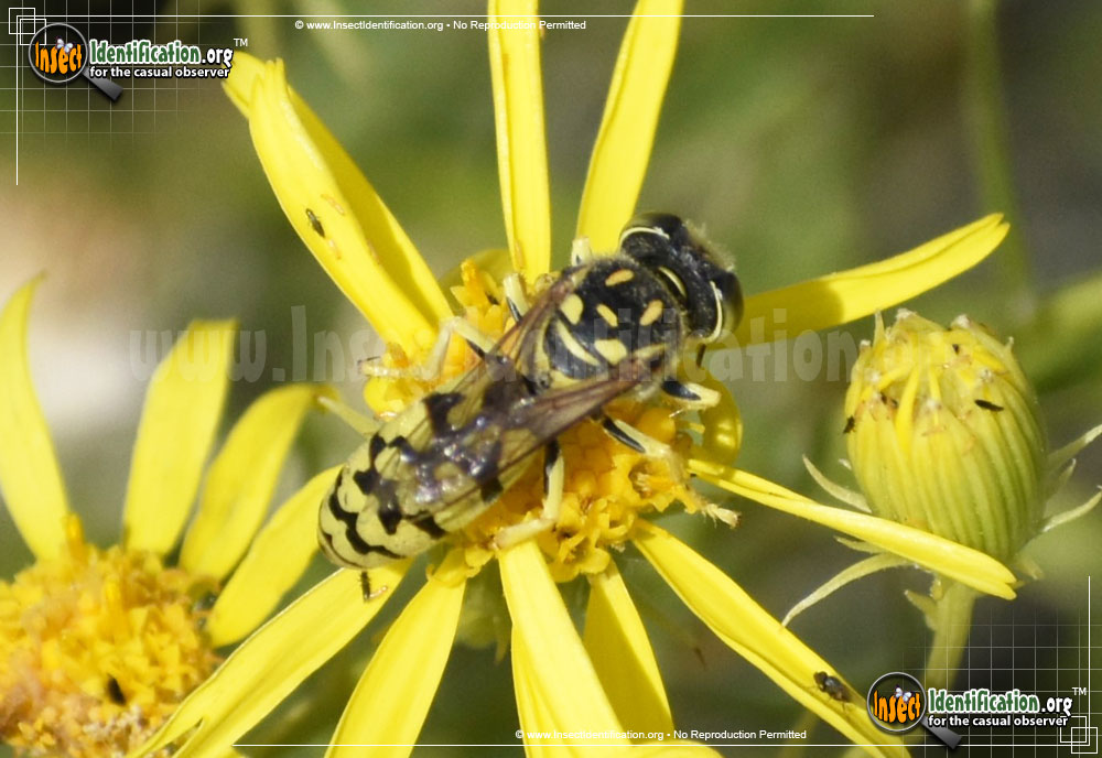 Sand Wasp