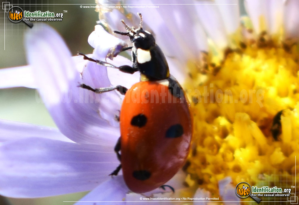 Seven-spotted Lady Beetle