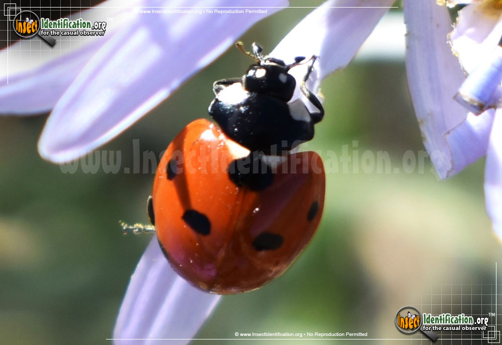 Seven-spotted Lady Beetle